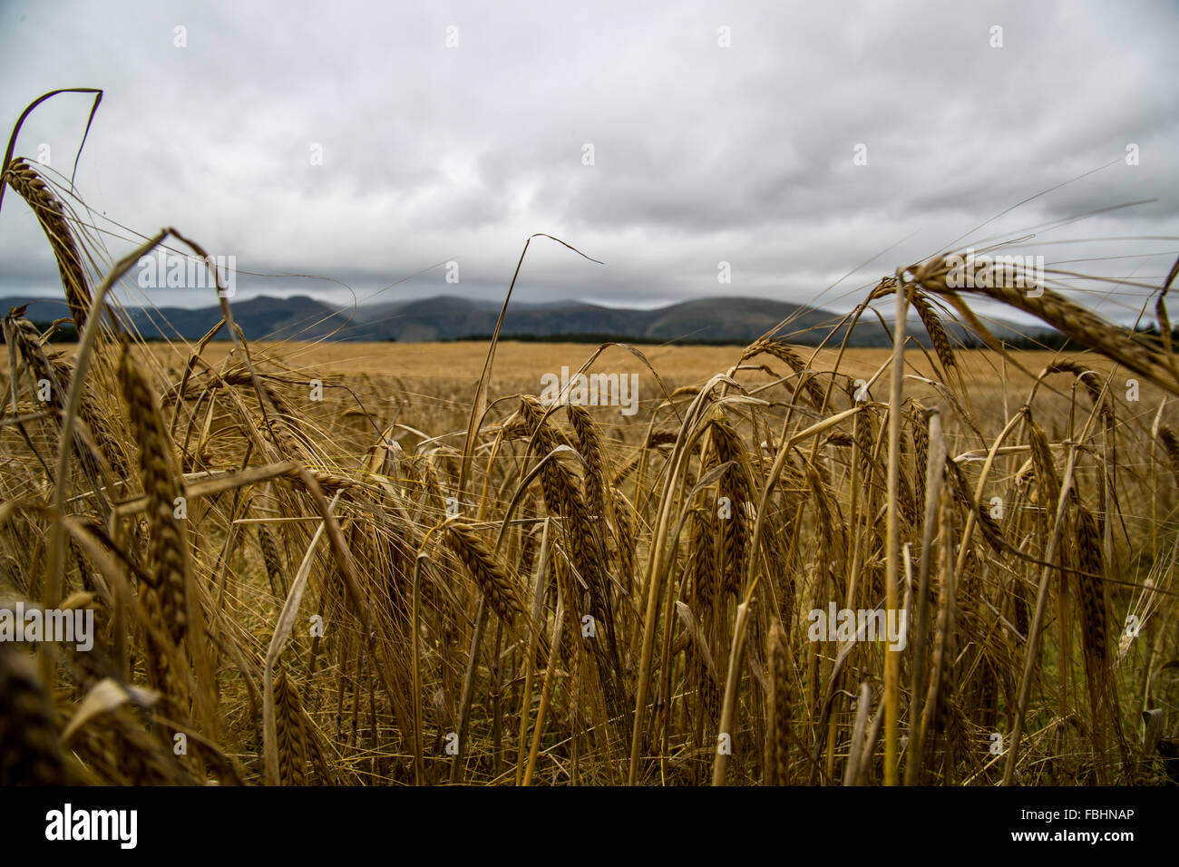 Wheat field in Scotland Stock Photo - Alamy