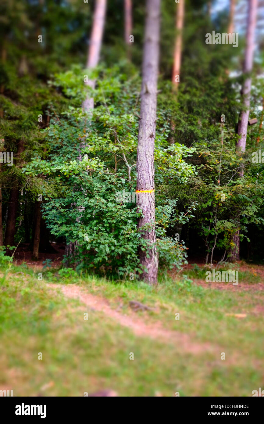 Forest, path, landscape, tree, marking Stock Photo - Alamy