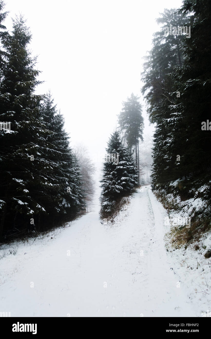 two paths in the forest, winter, snow Stock Photo - Alamy