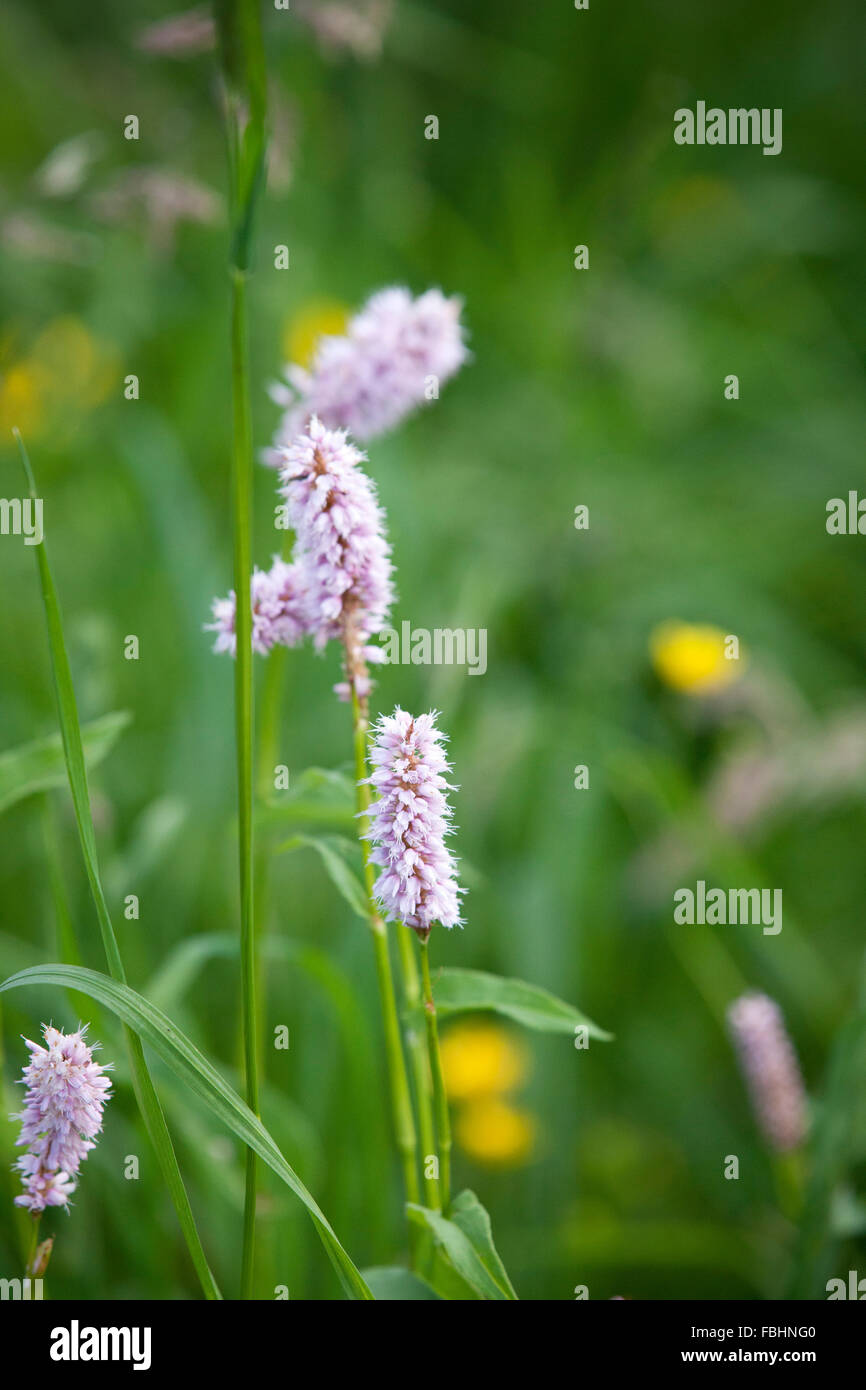 Meadow, grass, bistort, Bistorta officinalis, blossoms, pink Stock ...