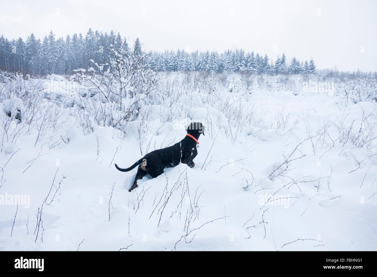 Black dog in the snow Stock Photo - Alamy