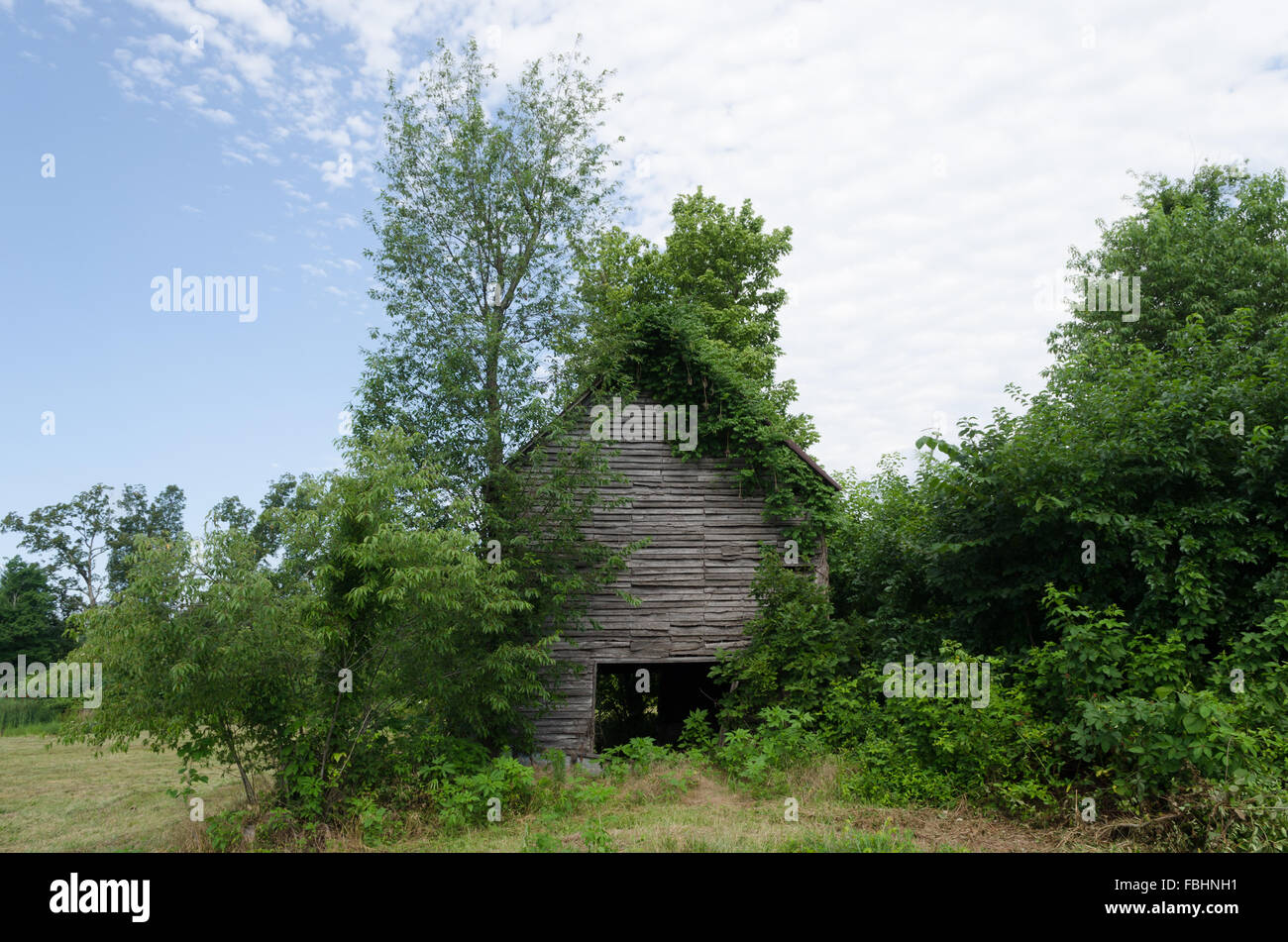 Kudzu hi-res stock photography and images - Alamy
