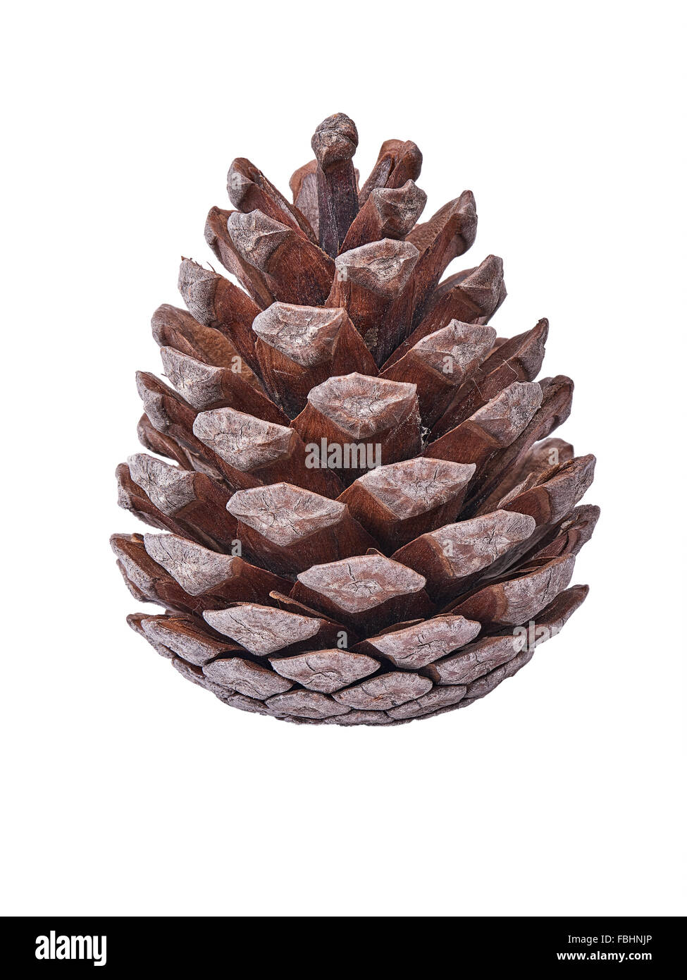 Pine cone colors hi-res stock photography and images - Alamy