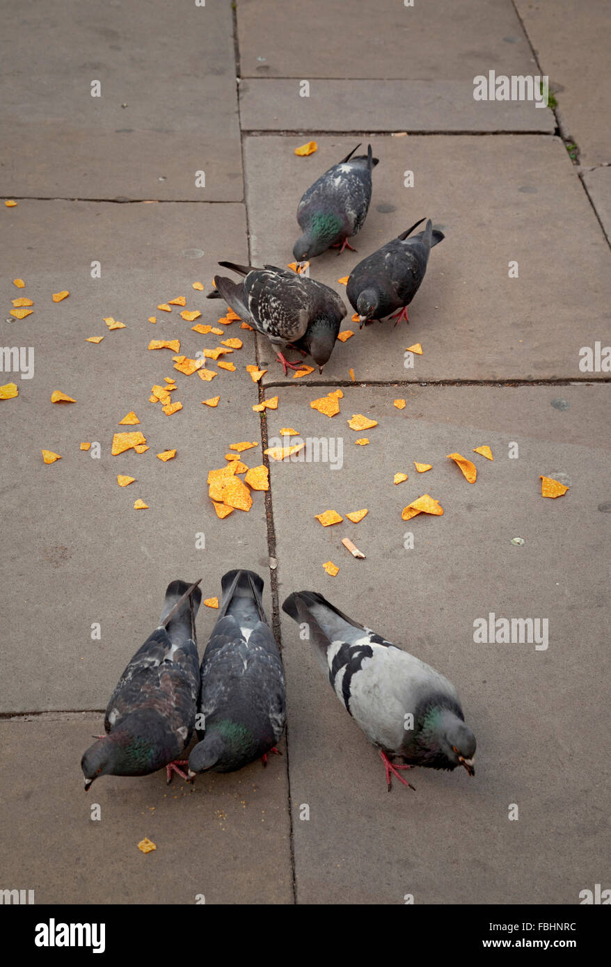 Pigeons, city, feeding, eating, street Stock Photo - Alamy
