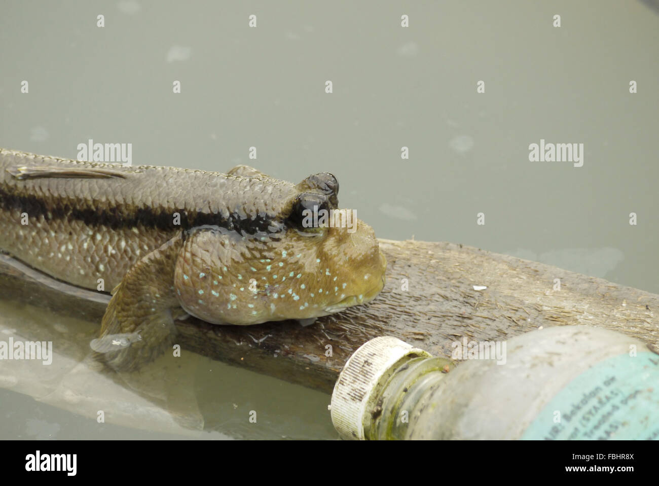 Mudskipper portrait hi-res stock photography and images - Alamy