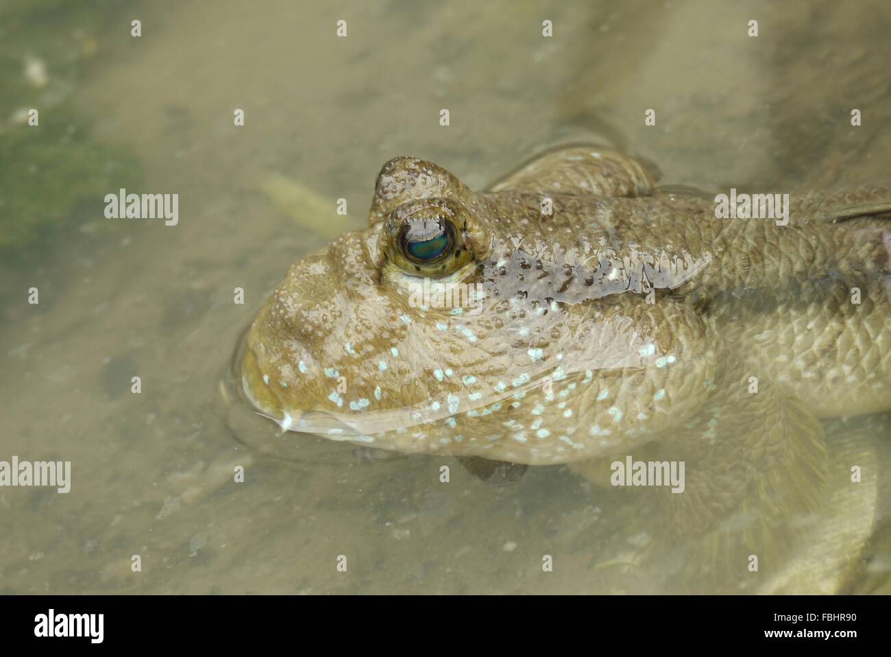 Mudskipper portrait hi-res stock photography and images - Alamy