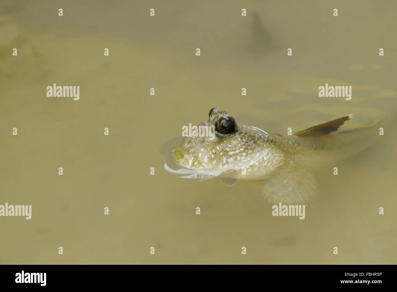 Mudskipper portrait hi-res stock photography and images - Alamy