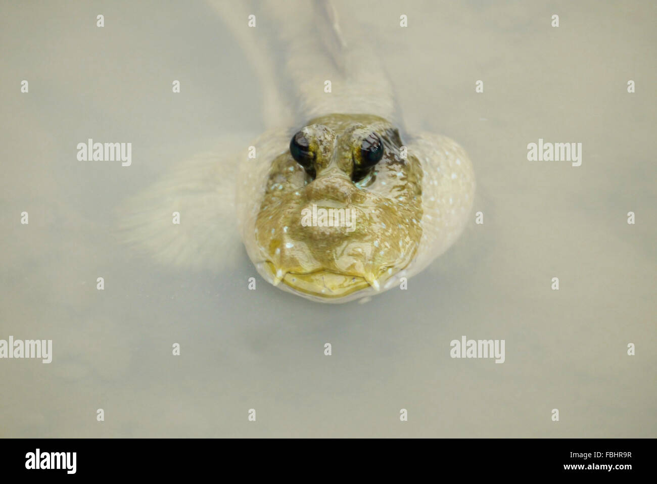 Portrait of a Giant Mudskipper Stock Photo - Alamy
