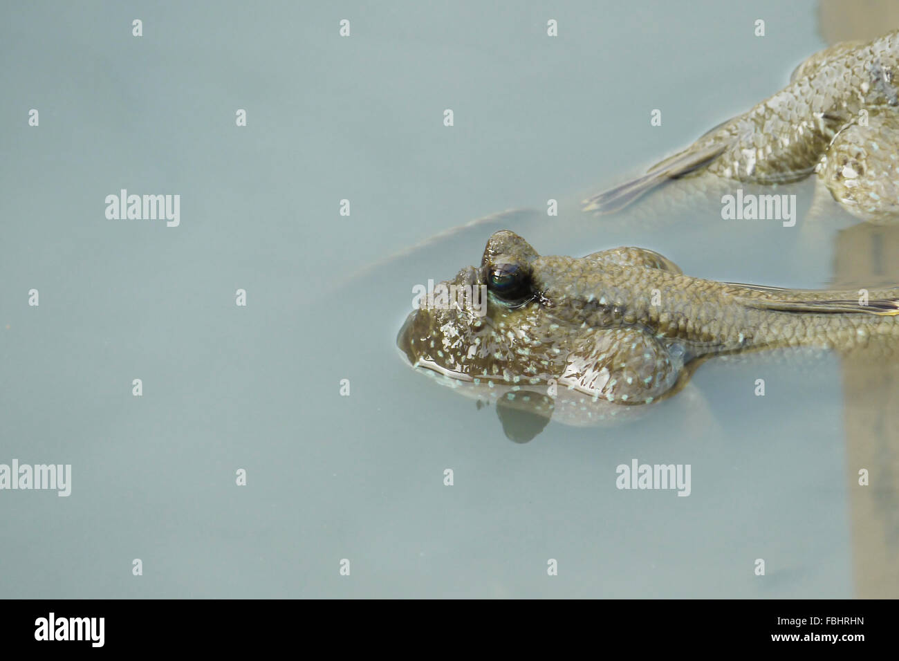 Portrait of a Giant Mud Skipper Stock Photo - Alamy