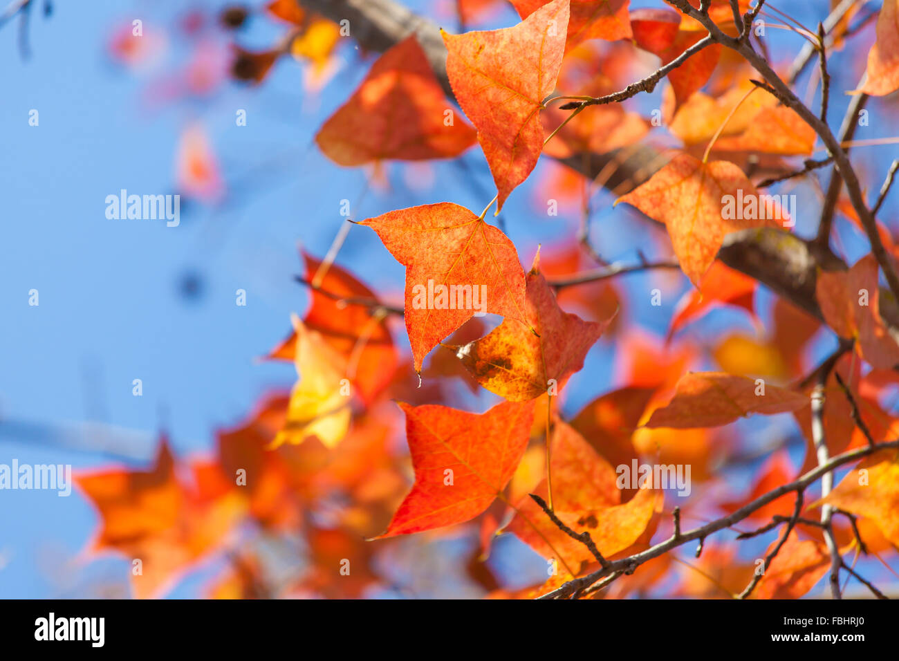 Autumn red leaves background Stock Photo - Alamy