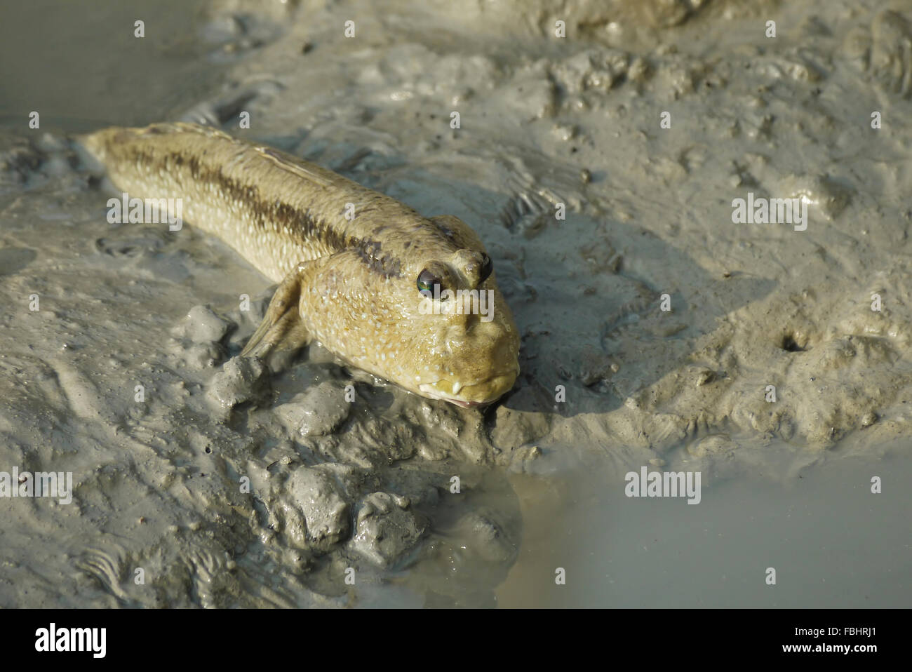Gobiidae hi-res stock photography and images - Alamy