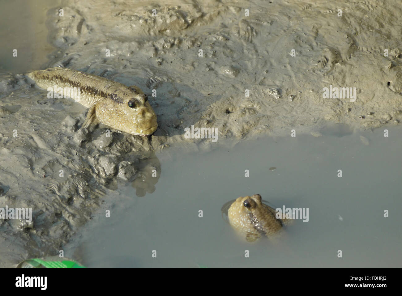 Portrait of a Giant Mud Skipper Stock Photo - Alamy