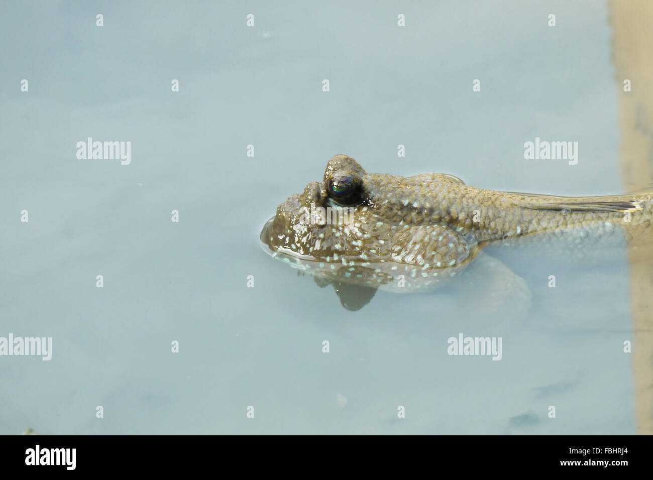 Mudskipper portrait hi-res stock photography and images - Alamy