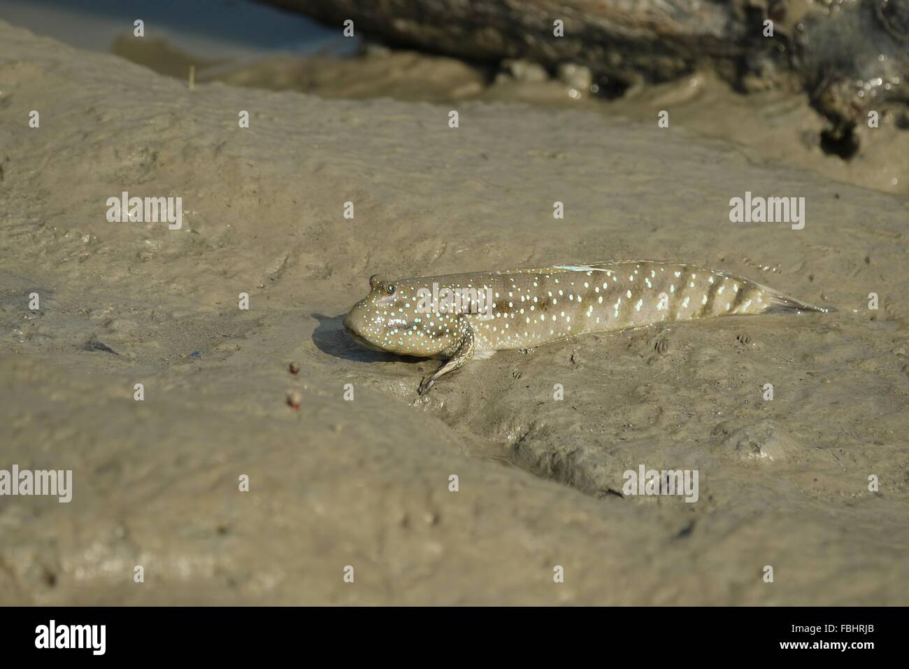 Portrait of a Blue Spotted Mud Skipper Stock Photo - Alamy