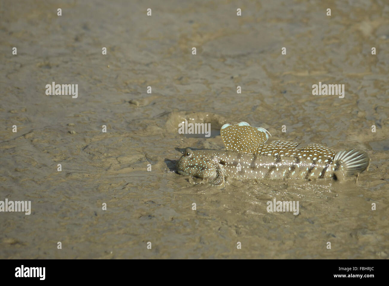 Portrait of a Blue Spotted Mud Skipper Stock Photo - Alamy