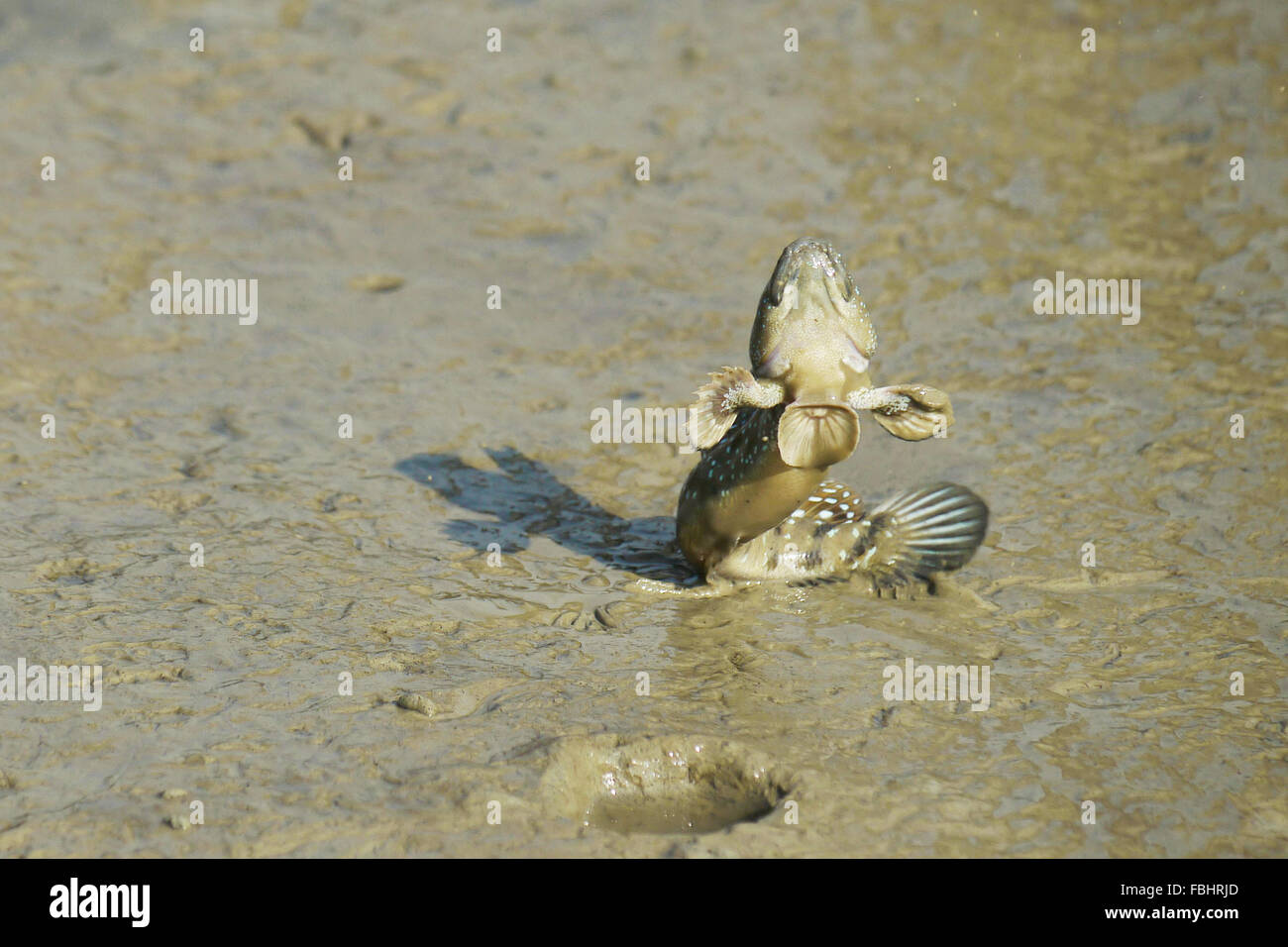Blue spotted mud skipper hi-res stock photography and images - Alamy