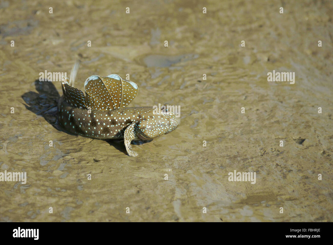 Portrait of a Blue Spotted Mud Skipper Stock Photo - Alamy
