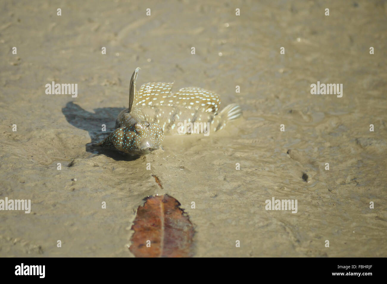Portrait of a Blue Spotted Mud Skipper Stock Photo - Alamy