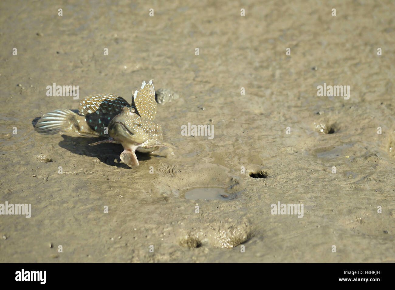 Blue spotted mud skipper hi-res stock photography and images - Alamy