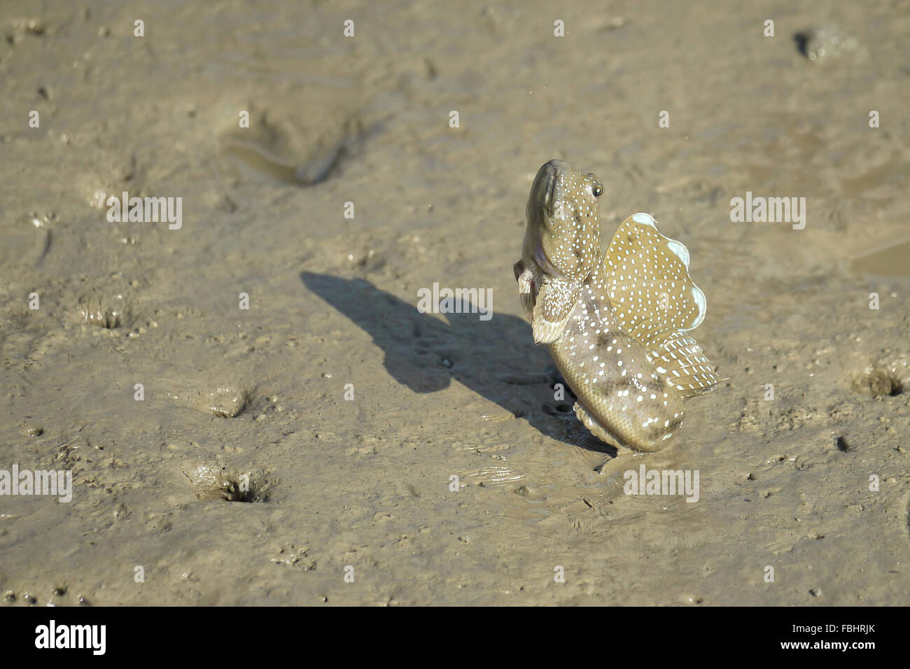 Portrait of a Blue Spotted Mud Skipper Stock Photo - Alamy