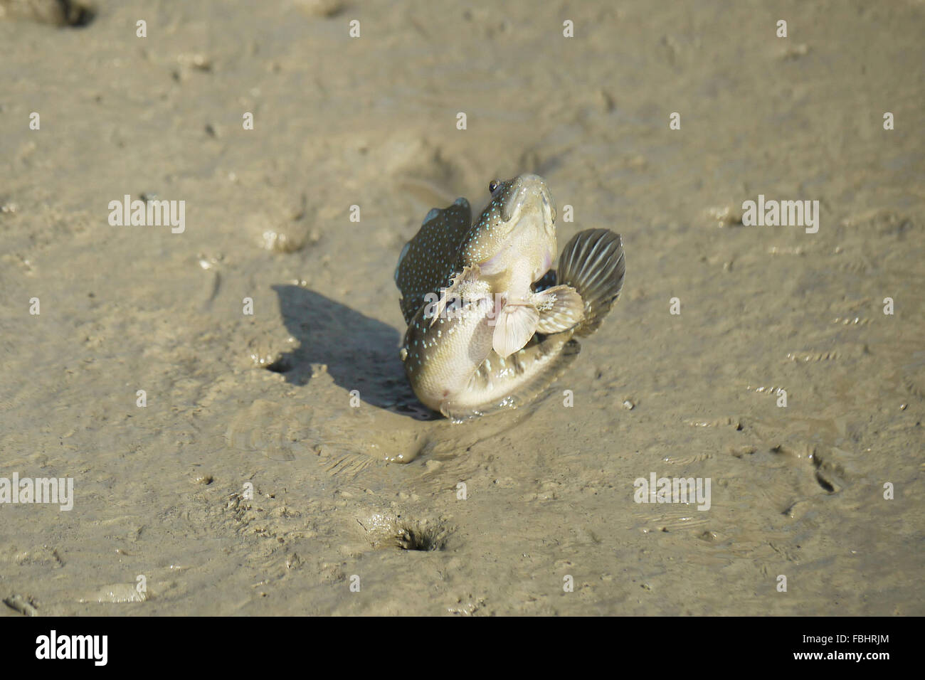 Portrait of a Blue Spotted Mud Skipper Stock Photo - Alamy