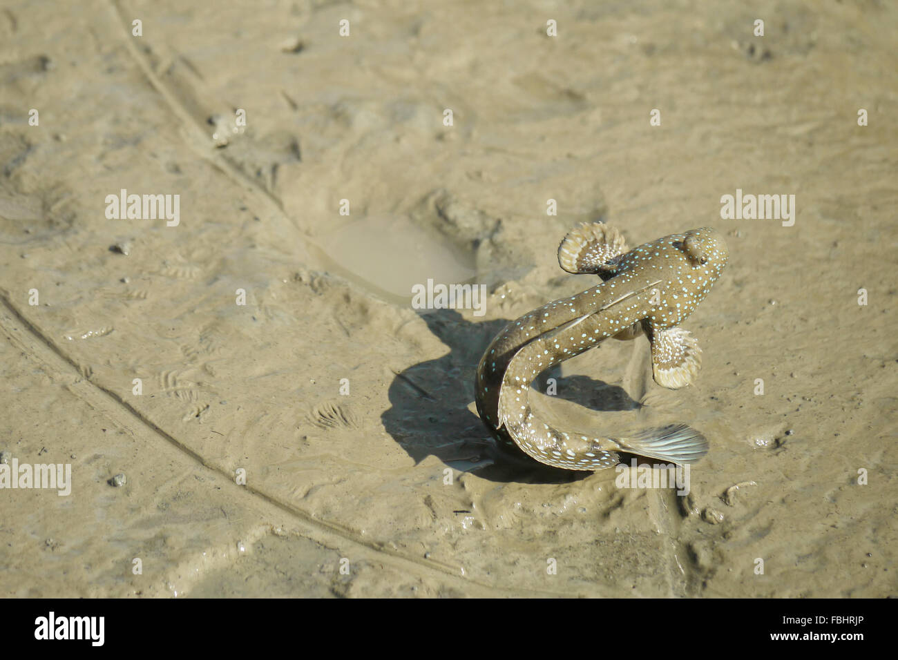 Portrait of a Blue Spotted Mud Skipper Stock Photo - Alamy