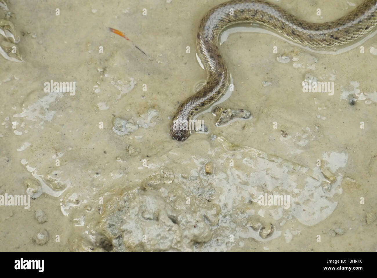 Portrait of a Crab Eater Snake Stock Photo - Alamy