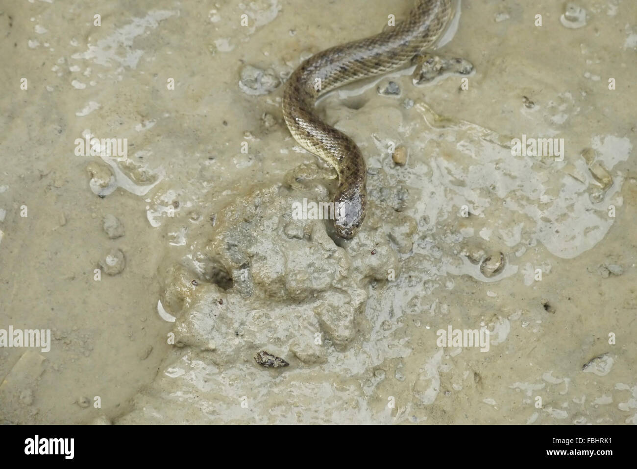 Portrait of a Crab Eater Snake Stock Photo - Alamy