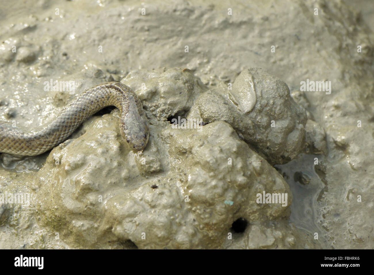 Portrait of a Crab Eater Snake Stock Photo - Alamy