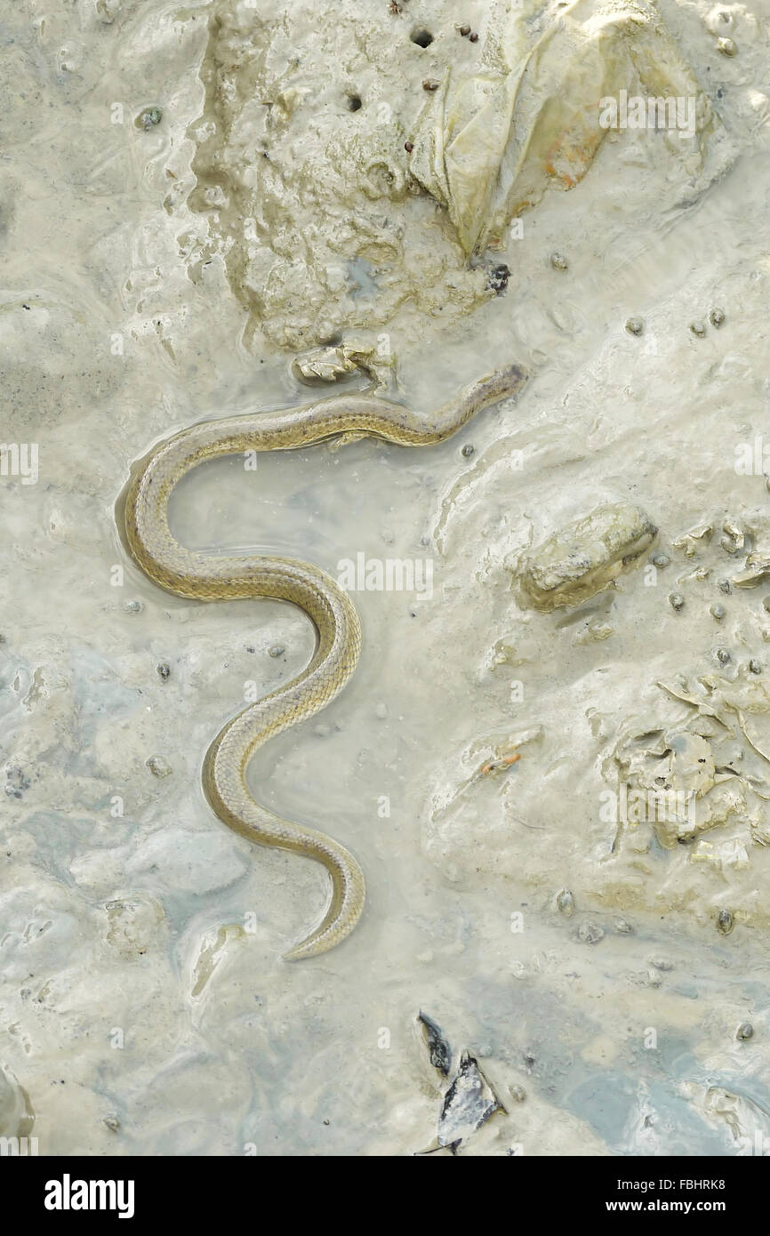 Portrait of a Crab Eater Snake Stock Photo - Alamy