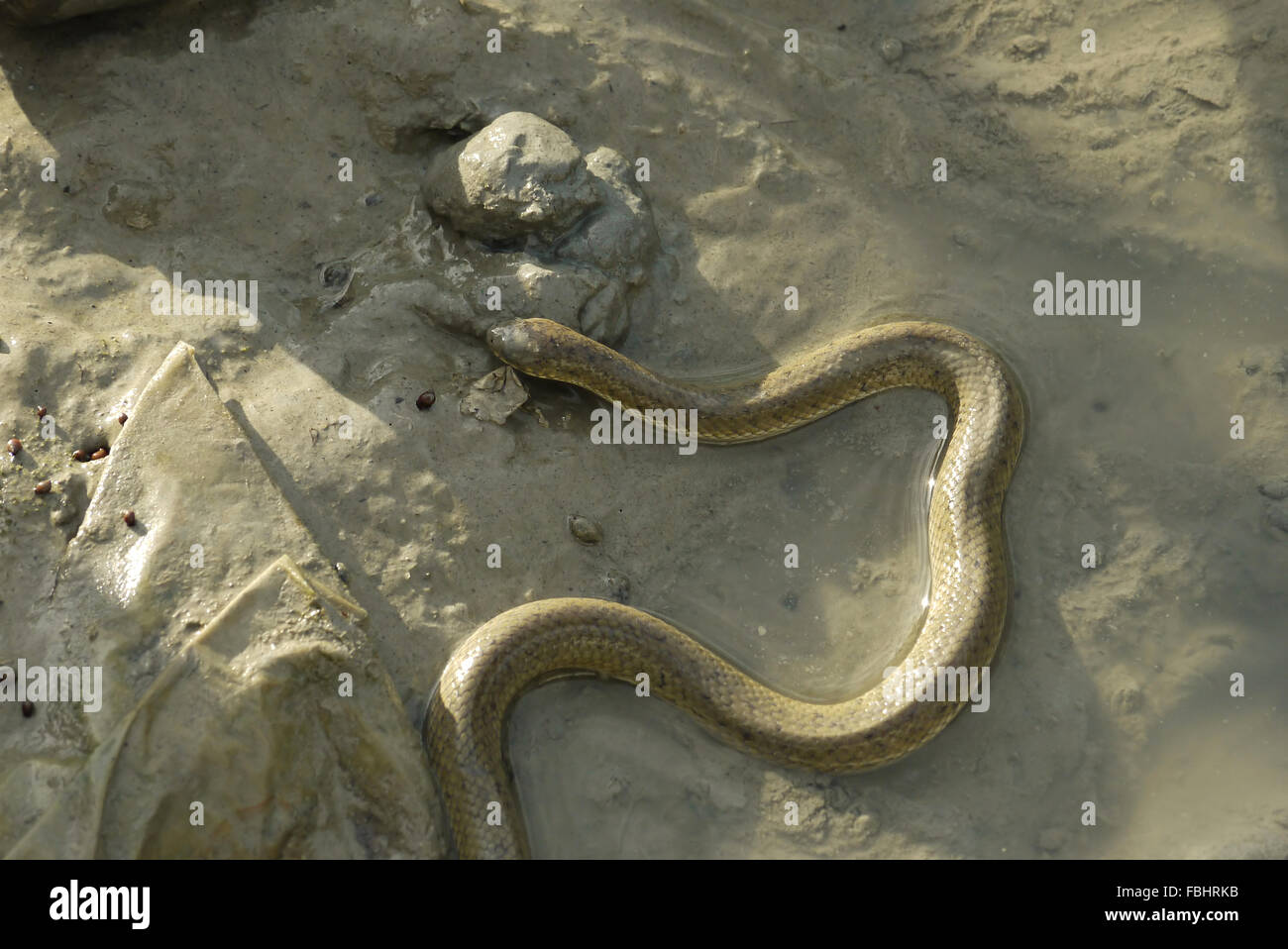 Portrait of a Crab Eater Snake Stock Photo - Alamy