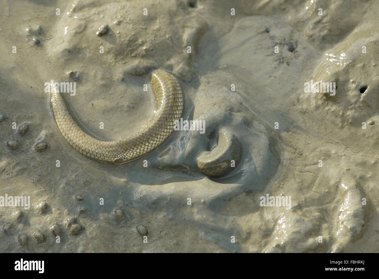 Portrait of a Crab Eater Snake Stock Photo - Alamy