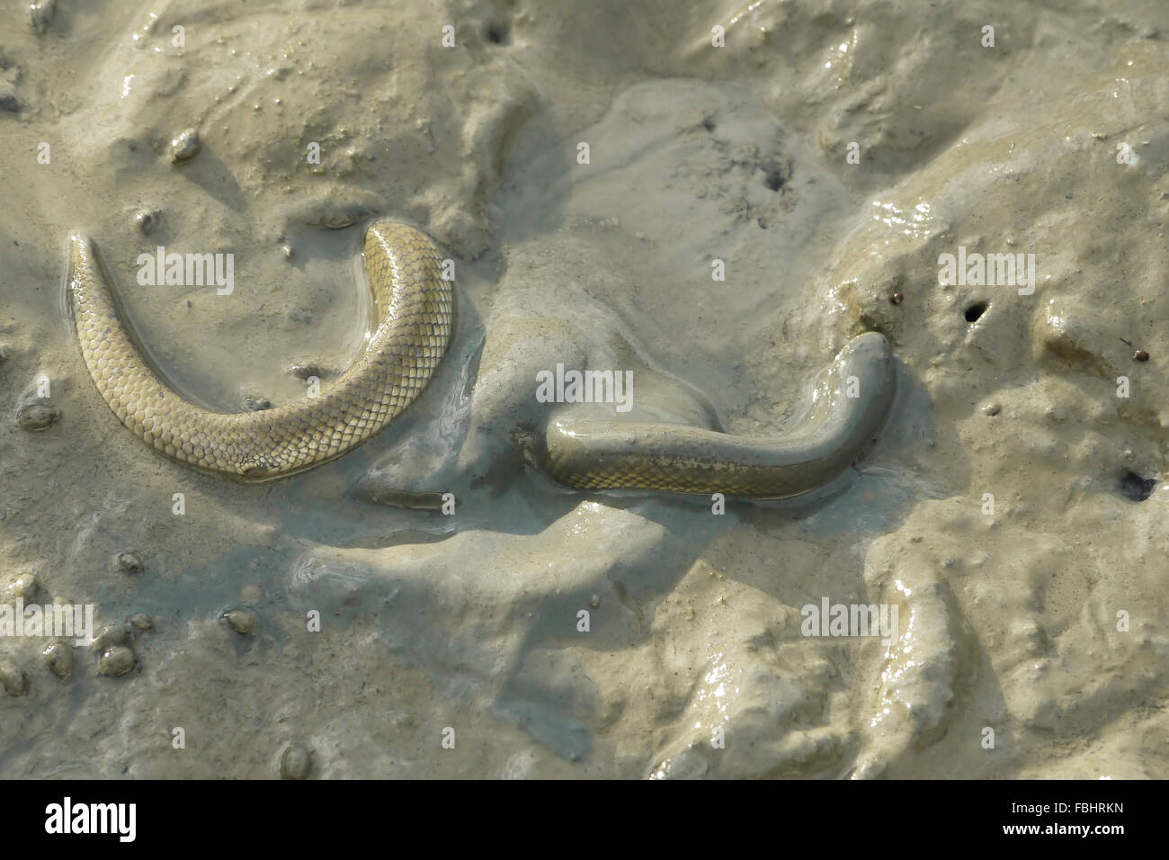 Crab eater hi-res stock photography and images - Alamy