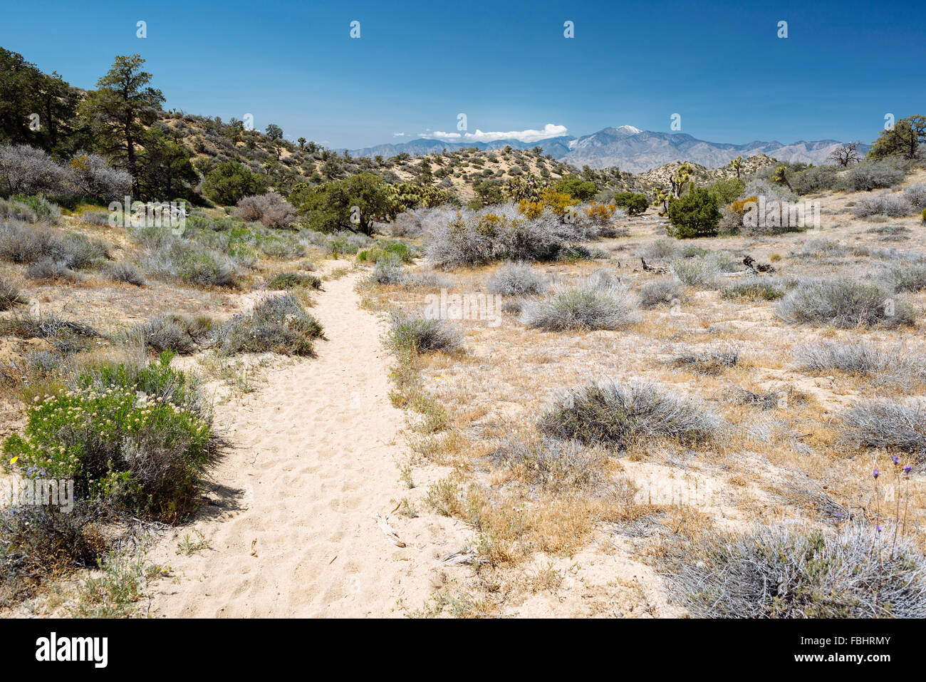 The Panorama Loop trail in Joshua Tree National Park Stock Photo - Alamy