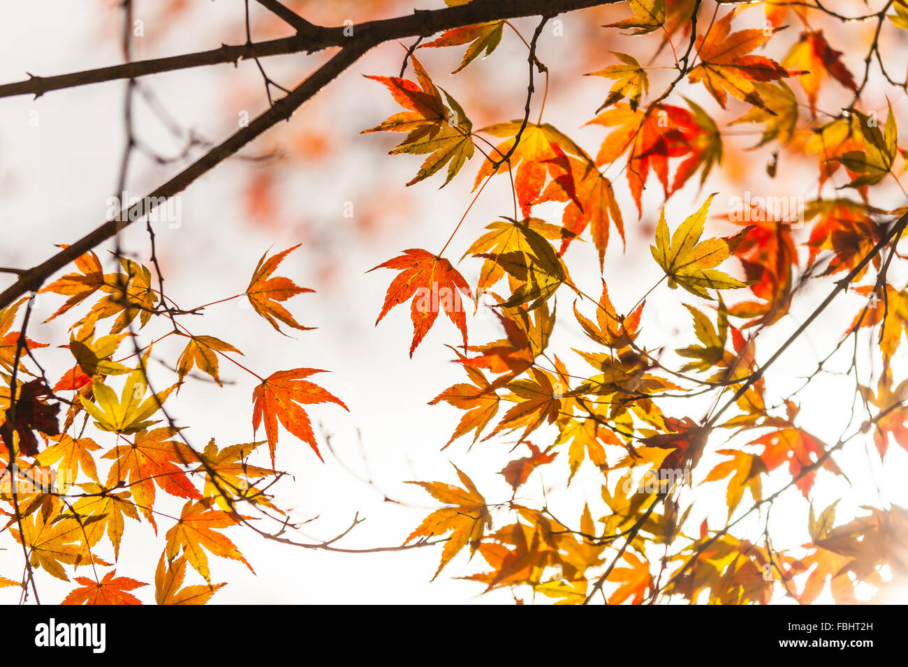 Autumn leaves at sunshine Stock Photo - Alamy
