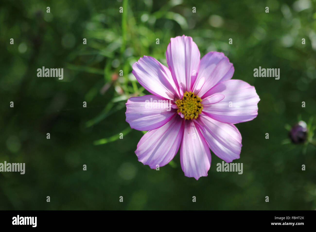 Single cosmos flower (Cosmos bipinnatus 'sweet sixteen') backlit by sun ...