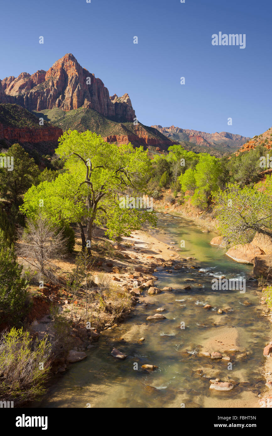 The Watchman, Cottonwood, Virgin River, Zion National Park, Utah, USA ...