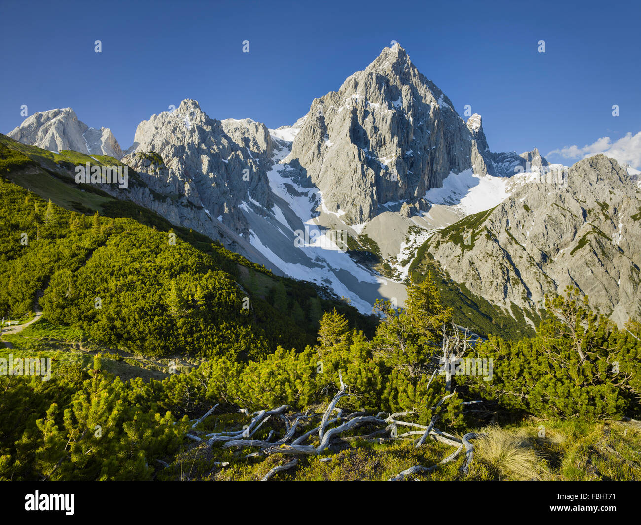 Torstein from the Sulzenhals, Dachstein massif, mountain pines ...