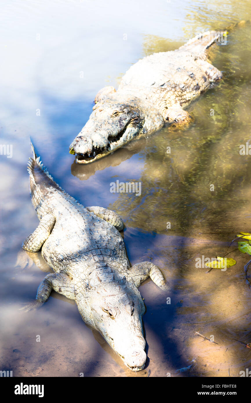 Sacred crocodile in Sabou, Burkina Faso, Africa Stock Photo - Alamy