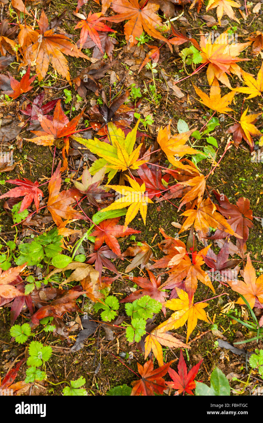 Fallen autumn maple leaves lying on the ground Stock Photo - Alamy