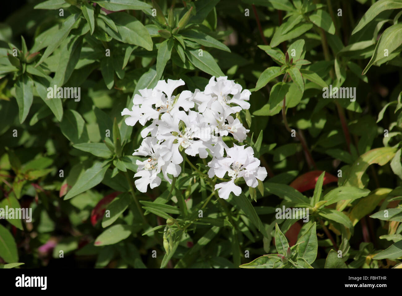 Single stem of white clarkia (Clarkia pulchella) in flower bed ...