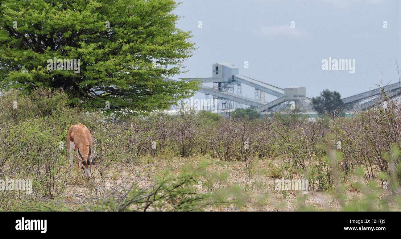 Jwaneng, Botswana. 16th Jan, 2016. A sprinbok is seen in Jwana Game ...