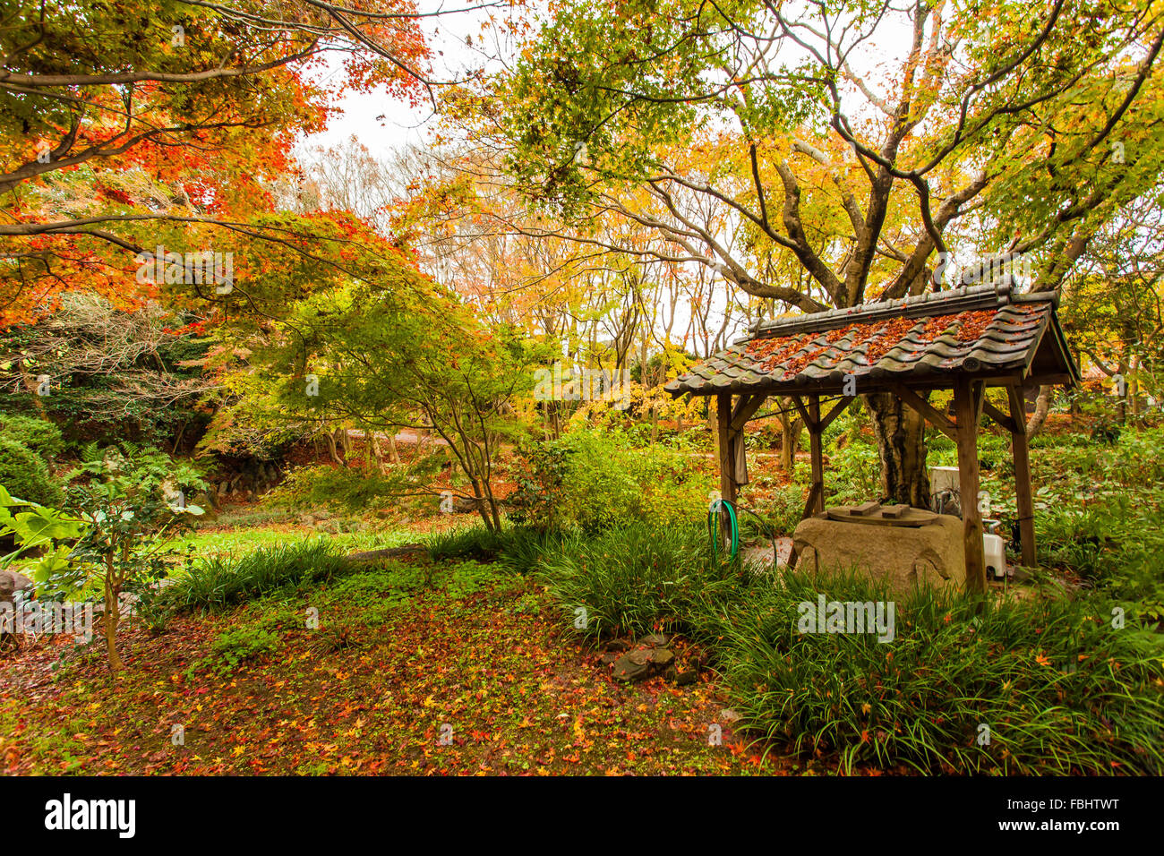 Autumn forest in Japan Stock Photo - Alamy