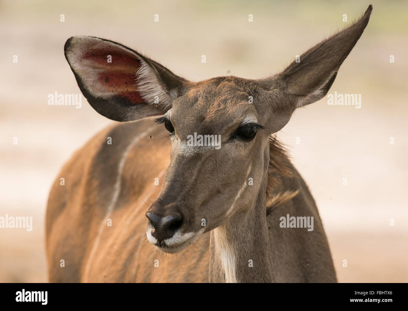A close-up view of a young female greater kudu antelope (Tragelaphus ...