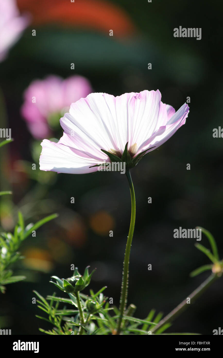 Side view of single cosmos flower (Cosmos bipinnatus) backlit by sun ...