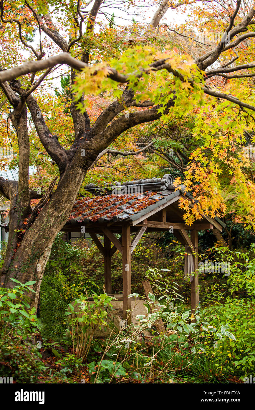 Autumn in forest at Japan Stock Photo - Alamy
