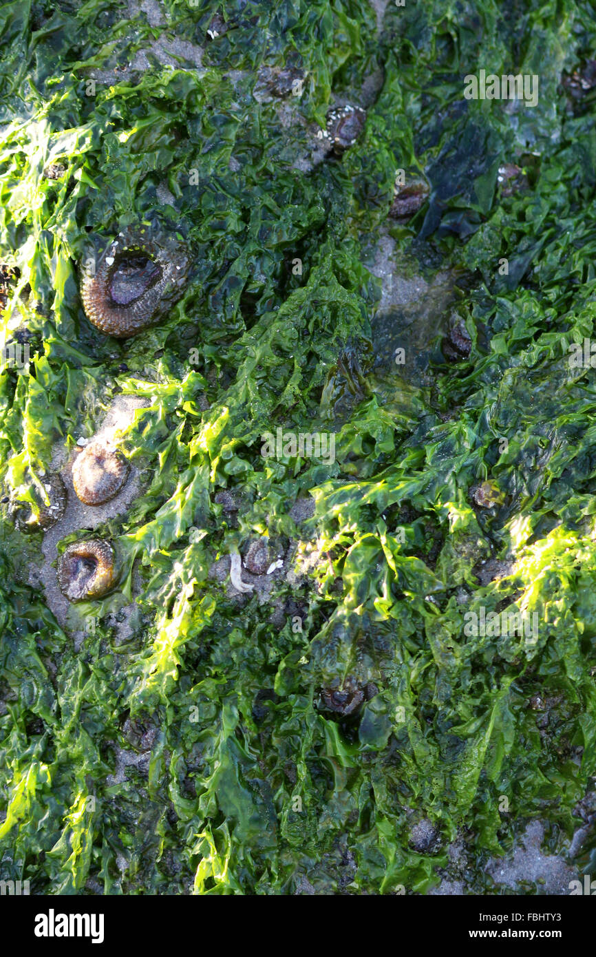 Sea creatures dying off pacific coast hi-res stock photography and ...