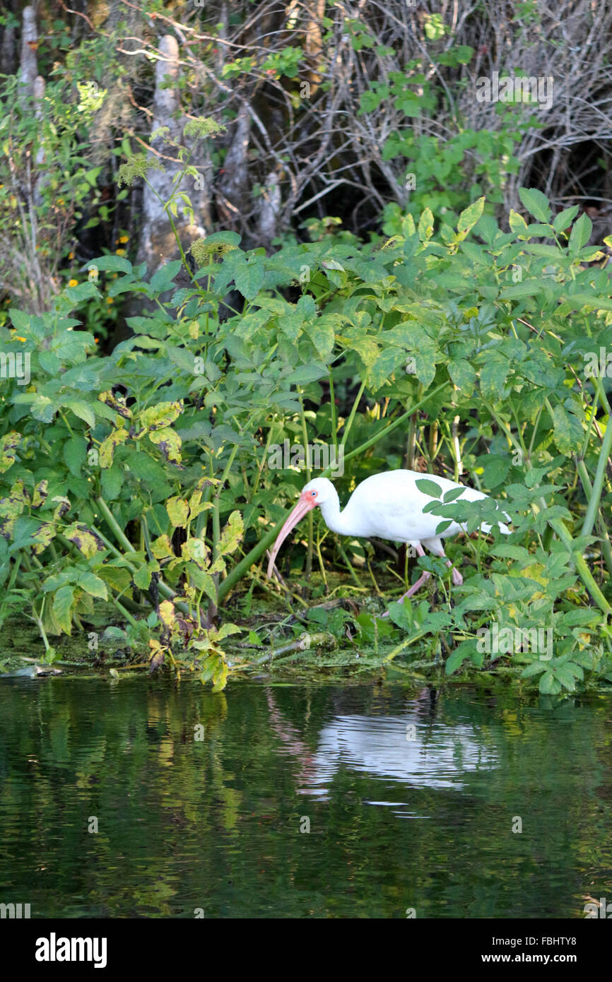 Everglades forever act hi-res stock photography and images - Alamy