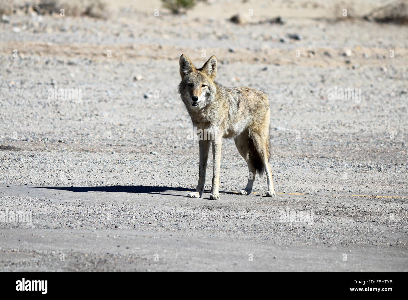 Lone desert coyote looking directly at camera in sunlight with long ...