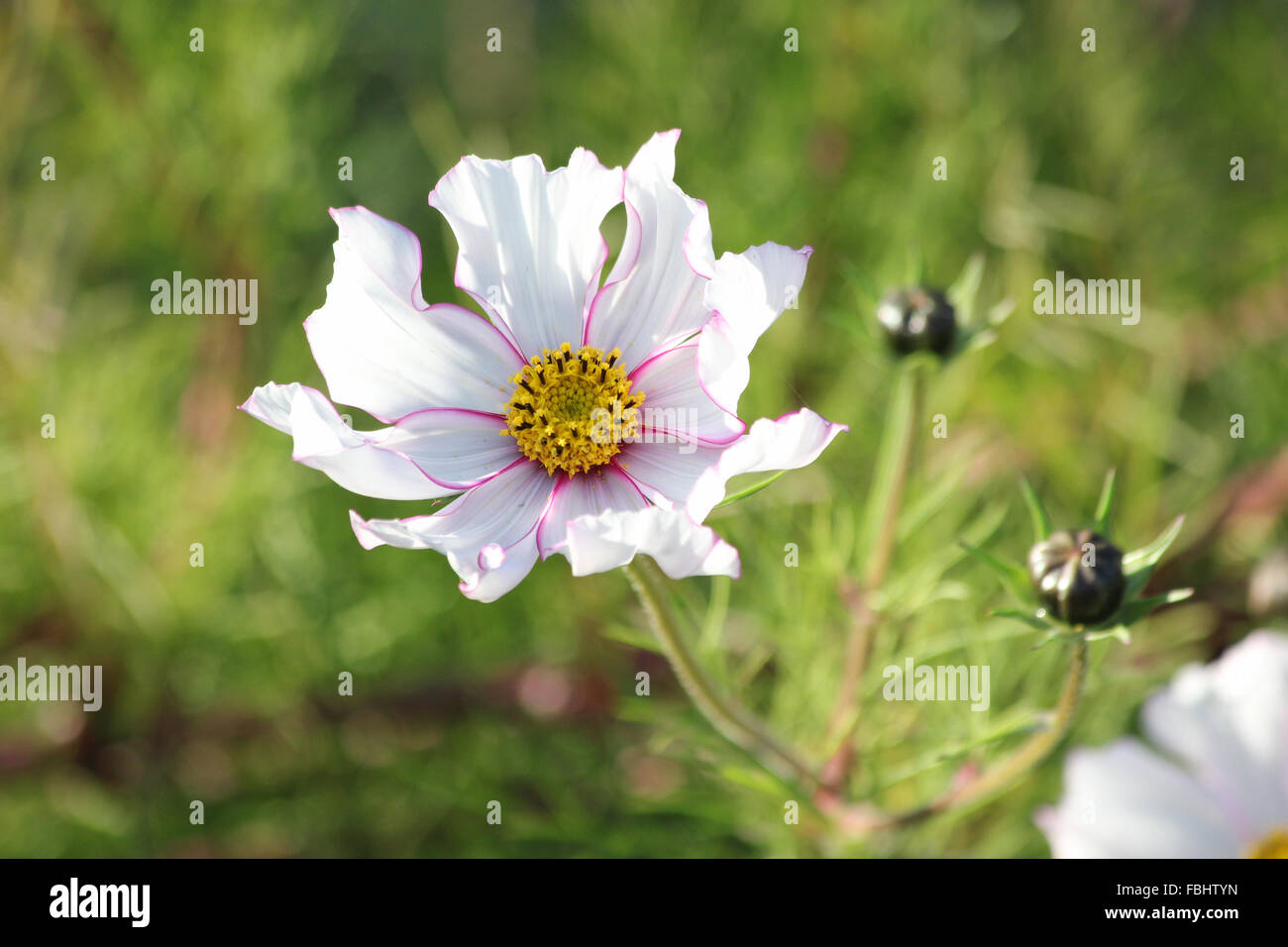 Single cosmos stem (Cosmos bipinnatus) with flower and buds in sunshine ...
